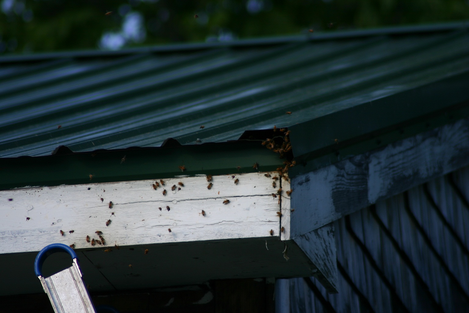 Bee Colony Removal | Peter Cowin